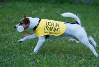 Yellow Ribbon dog Program | Yellow Ribbon